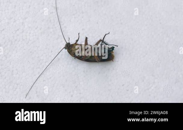 Cockroach has a symptoms of Convulsions, Dystonia (legs contracting ...