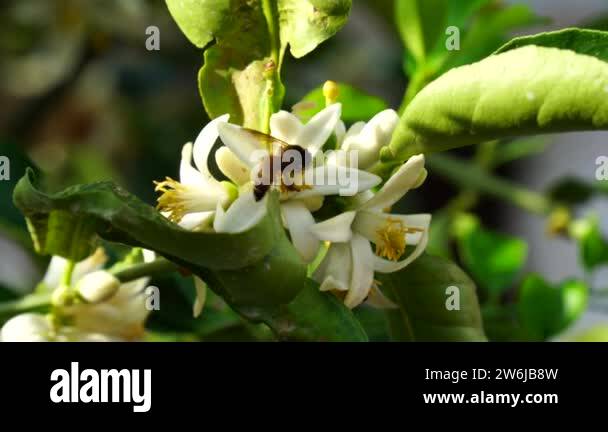 Insect life concept. Honey insects flying on aroma flowers of Lemon ...