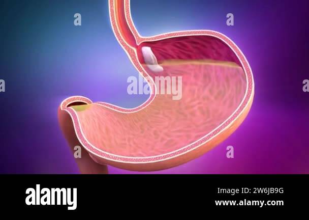 The course of digestion in the human digestive system. Journey from ...