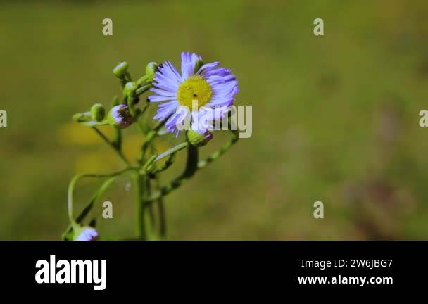 Daisy georgia Stock Videos & Footage - HD and 4K Video Clips - Alamy
