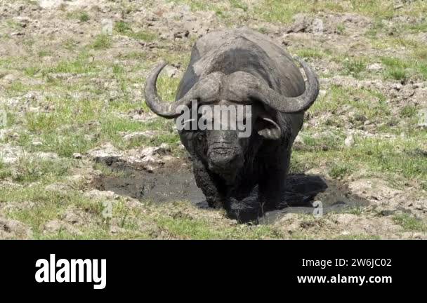 Mud wallow Stock Videos & Footage - HD and 4K Video Clips - Alamy