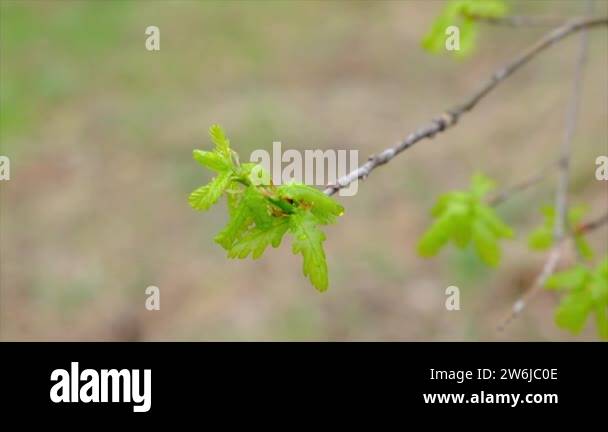 Oak tree leaf spring Stock Videos & Footage - HD and 4K Video Clips - Alamy