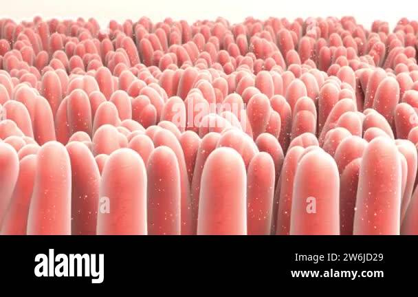 3D animation close-up Intestinal villi. Intestine lining. Microscopic ...
