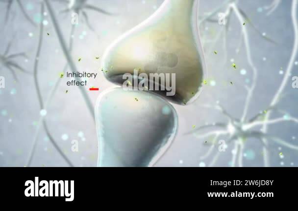 Synaptic transmission, human nervous system. Brain synapses ...