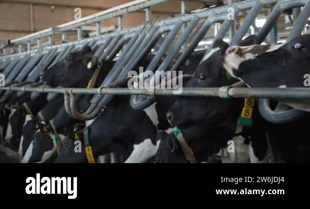 dairy farm, herd of beautiful black and white cows with digital collars ...