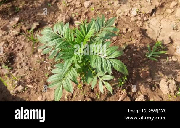 Inca flower plant Stock Videos & Footage - HD and 4K Video Clips - Alamy