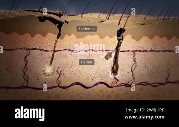 Hair follicle bacteria Stock Videos & Footage - HD and 4K Video Clips ...