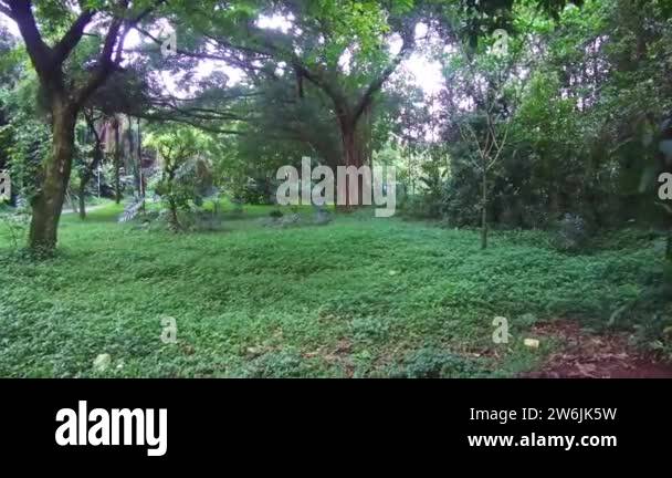 Rich in forest Stock Videos & Footage - HD and 4K Video Clips - Alamy