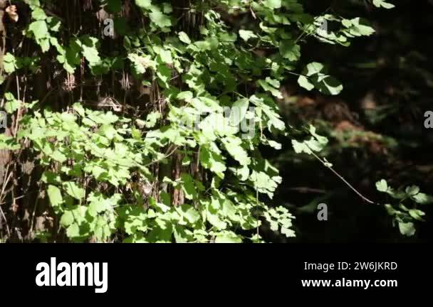 Shadow vine tree Stock Videos & Footage - HD and 4K Video Clips - Alamy