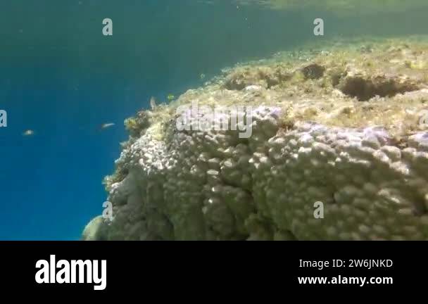 Tropical fishes of various species feeds in the surface water above ...