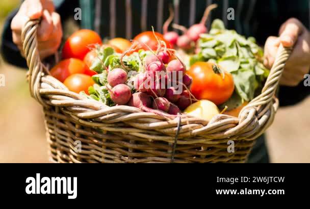 Animation of person holding basket of freshly picked organic vegetables ...