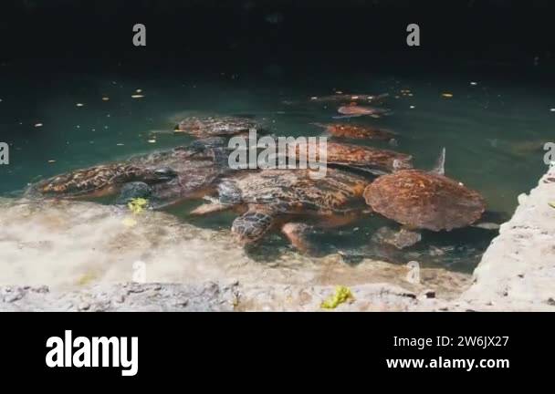 People Algae Feeding Giant Sea Turtles in Baraka Natural Aquarium ...