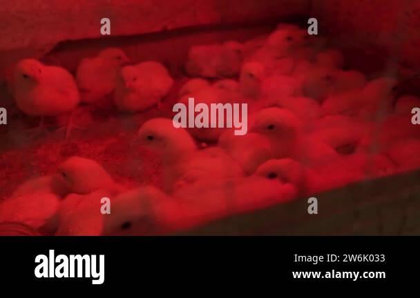 Poultry farm broiler chickens Stock Videos & Footage - HD and 4K Video ...