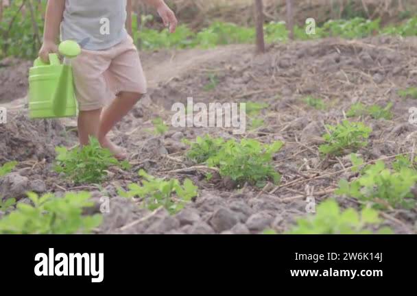 Child learn tree Stock Videos & Footage - HD and 4K Video Clips - Alamy