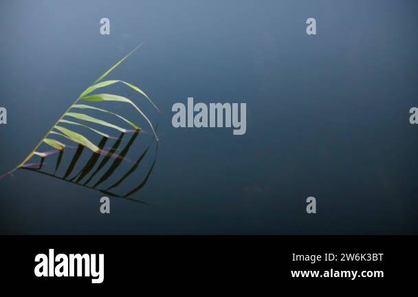 Flying with twig Stock Videos & Footage - HD and 4K Video Clips - Alamy