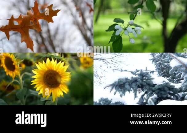 Seasons collage spring Stock Videos & Footage - HD and 4K Video Clips ...