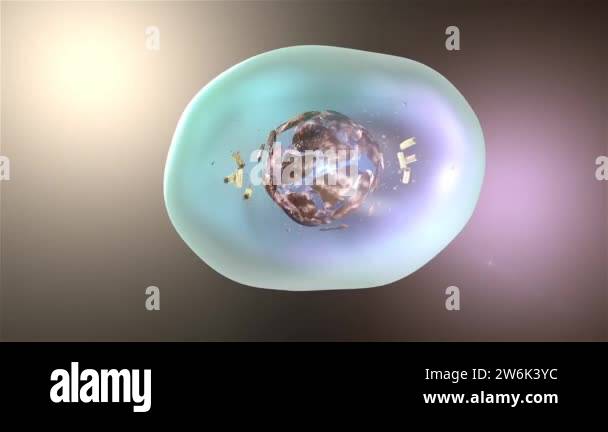 Cell division or cloning cells. Stem cells dividing under the ...