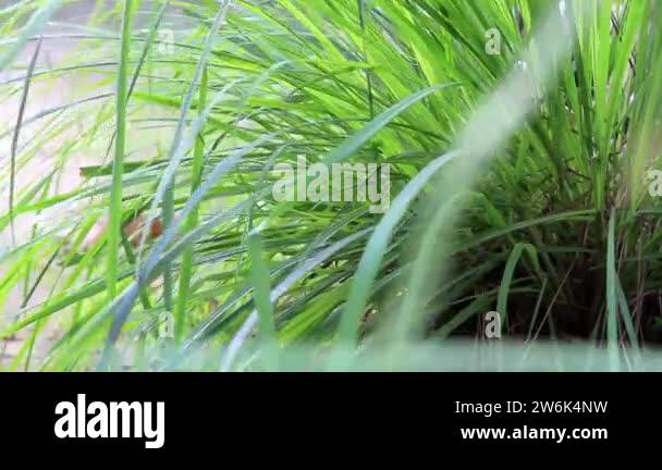 Plants immune system Stock Videos & Footage - HD and 4K Video Clips - Alamy