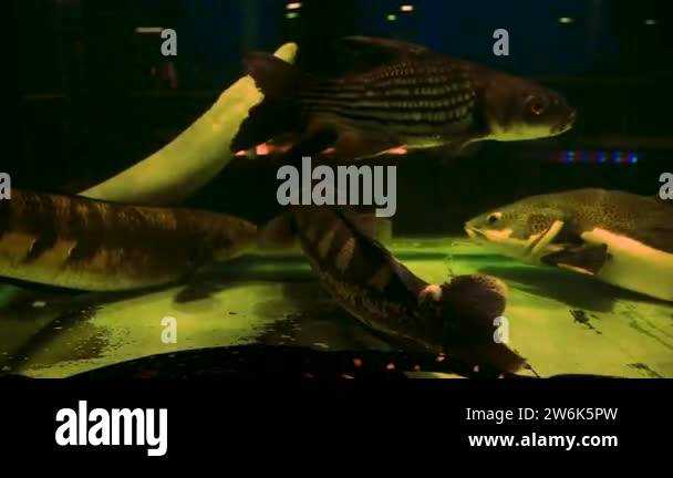 Platinum Arapaima, Snow White Arapaima, Giant Snakedhead, Redtail ...
