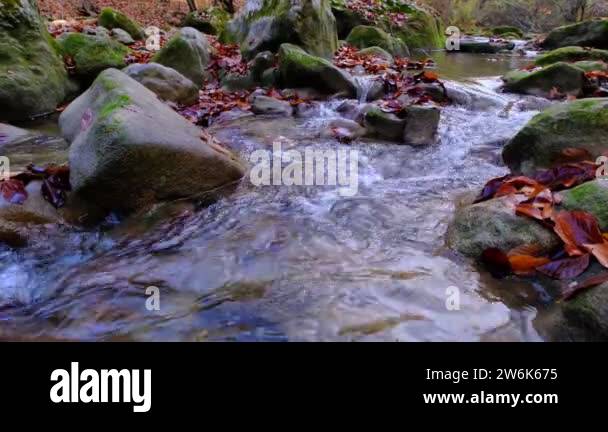 Maple and oak leaves float in water that reflects the sky and trees. Leaves in muddy water ...