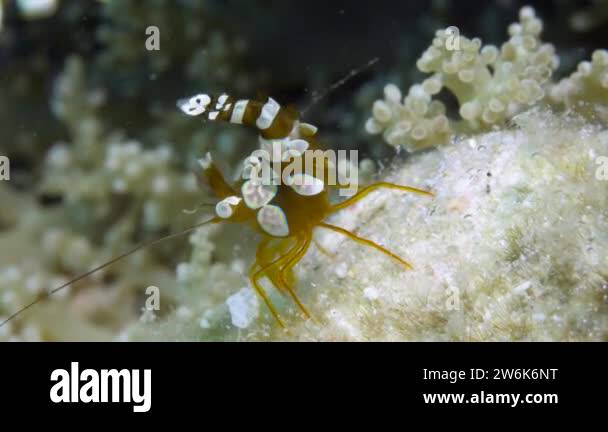 White striped glass shrimp cleaner on coral reef on underwater seabed ...