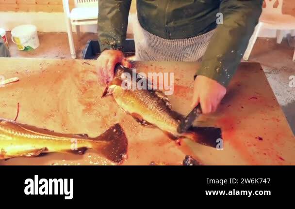 Fish slice tool Stock Videos & Footage - HD and 4K Video Clips - Alamy