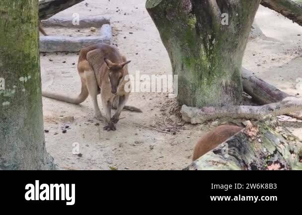 Chewing insects Stock Videos & Footage - HD and 4K Video Clips - Alamy