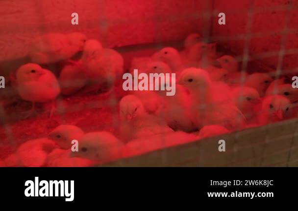 Growing broiler chickens at a poultry farm. Broiler chickens in an ...