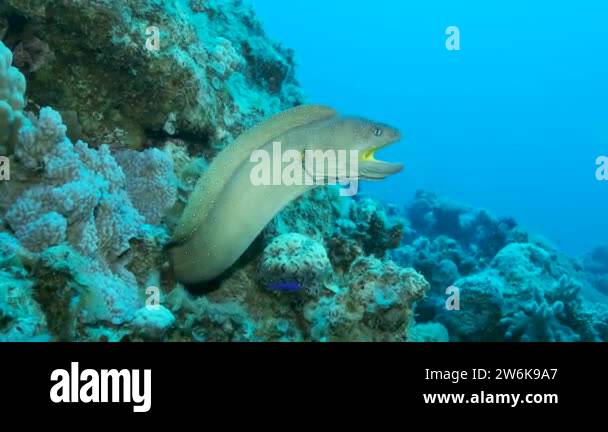Moray peeks out of its hiding place on blue water background. Yellow ...
