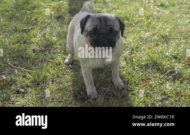 Reverse sneezing syndrome brachycephalic pug dog. Irritation of the ...