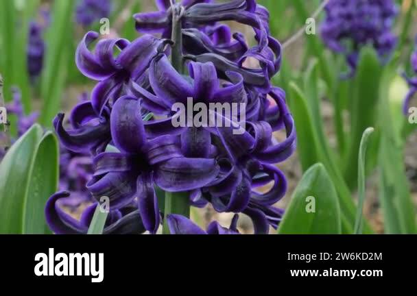 Bulbous flowers bloom in Stock Videos & Footage - HD and 4K Video Clips ...