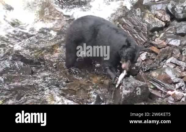 Salmon alaska Stock Videos & Footage - HD and 4K Video Clips - Alamy