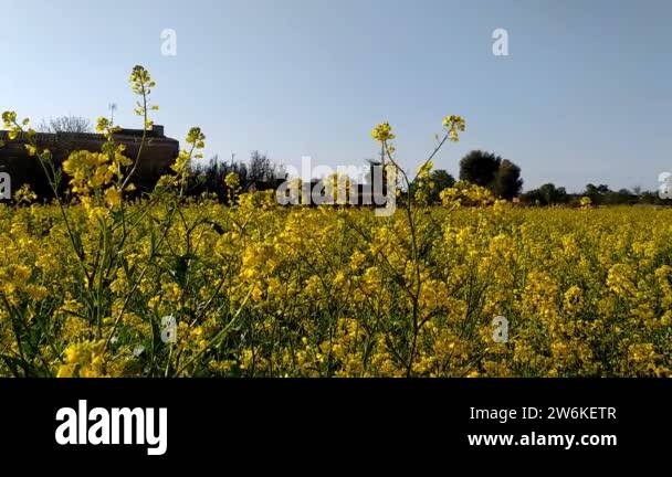 Charlock flowers sinapis arvensis Stock Videos & Footage - HD and 4K ...