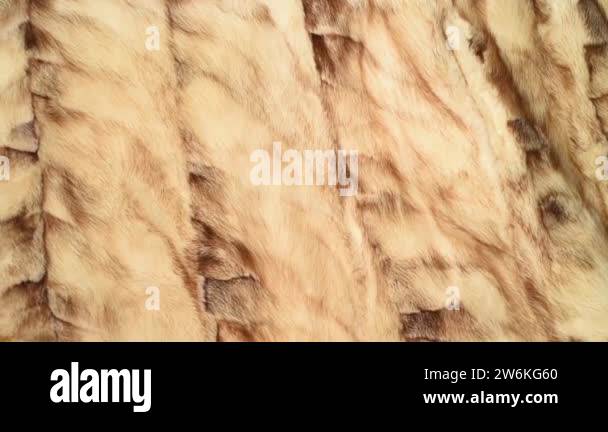 Animal texture design Stock Videos & Footage - HD and 4K Video Clips ...