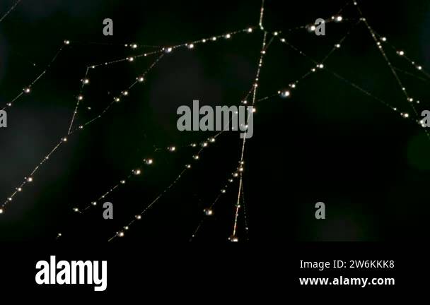 Tangled legs Stock Videos & Footage - HD and 4K Video Clips - Alamy