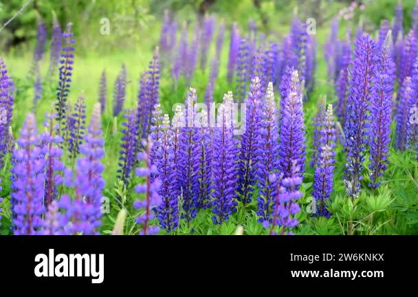 Lupine bloom Stock Videos & Footage - HD and 4K Video Clips - Alamy