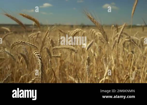 Rural crop gold wheat Stock Videos & Footage - HD and 4K Video Clips ...