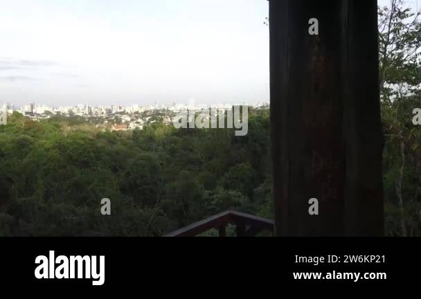 People Walking Up Stairs To Get To View Of Flora And Trees - Pan ...