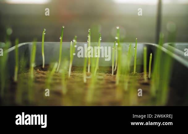 sprouted corn seeds. close-up. laboratory container with corn seed ...