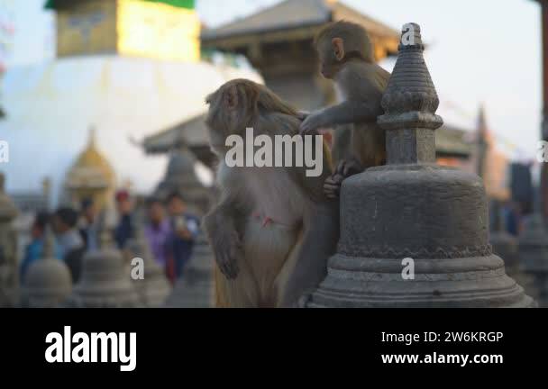 Monkeys on the Swoyambhu Stupa (Monkey temple), Kathmandu, Nepal, Asia ...