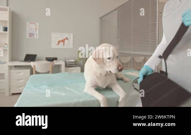 Calm labrador Stock Videos & Footage - HD and 4K Video Clips - Alamy