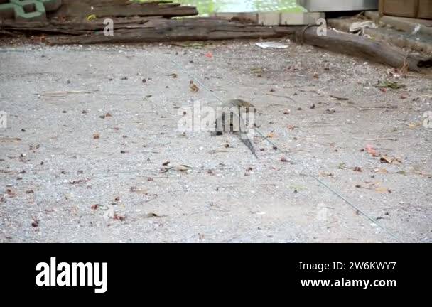 A couple of Myna bird is attacking a giant lizard monitor reptile to ...