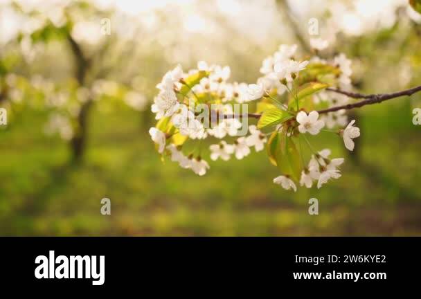 Cherry tree walk Stock Videos & Footage - HD and 4K Video Clips - Alamy