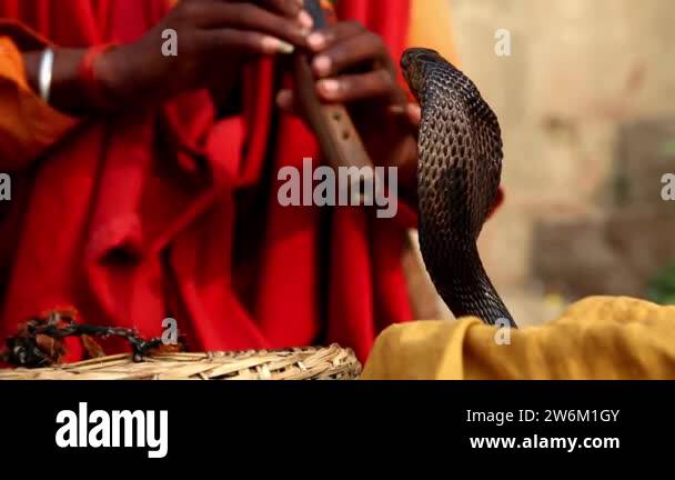 Charmed snakes Stock Videos & Footage - HD and 4K Video Clips - Alamy