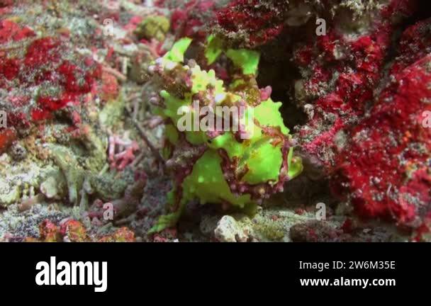 Green fish angler anglerfishe hunt in coral reefs Stock Video Footage ...