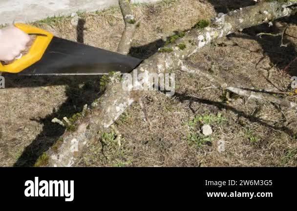 A woman sawing dry tree branch with a hand saw. Pruning trees with a ...