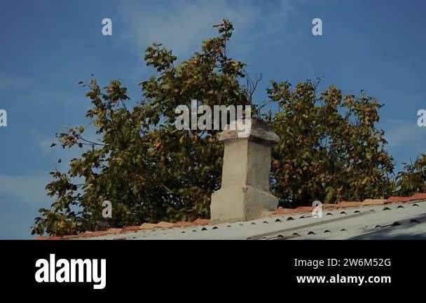 Chimney tree Stock Videos & Footage - HD and 4K Video Clips - Alamy