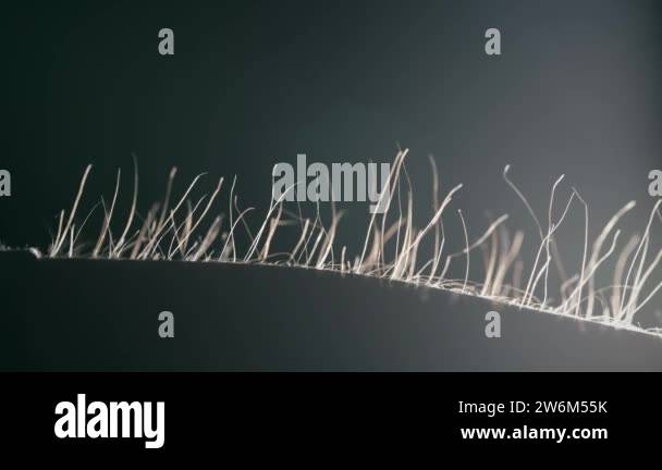 Hairs on the arm Stock Videos & Footage - HD and 4K Video Clips - Alamy