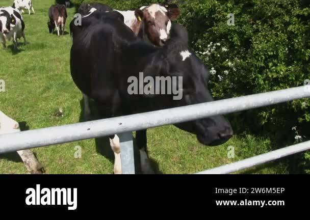 Friesian friesians holstein Stock Videos & Footage - HD and 4K Video Clips - Alamy