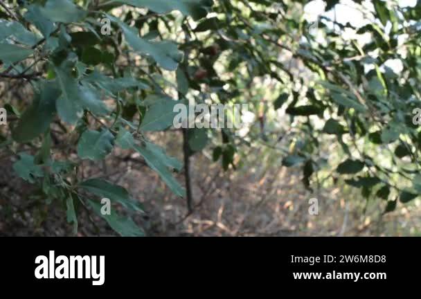 Simple alternate distally narrow rounded proximally acute dentately ...